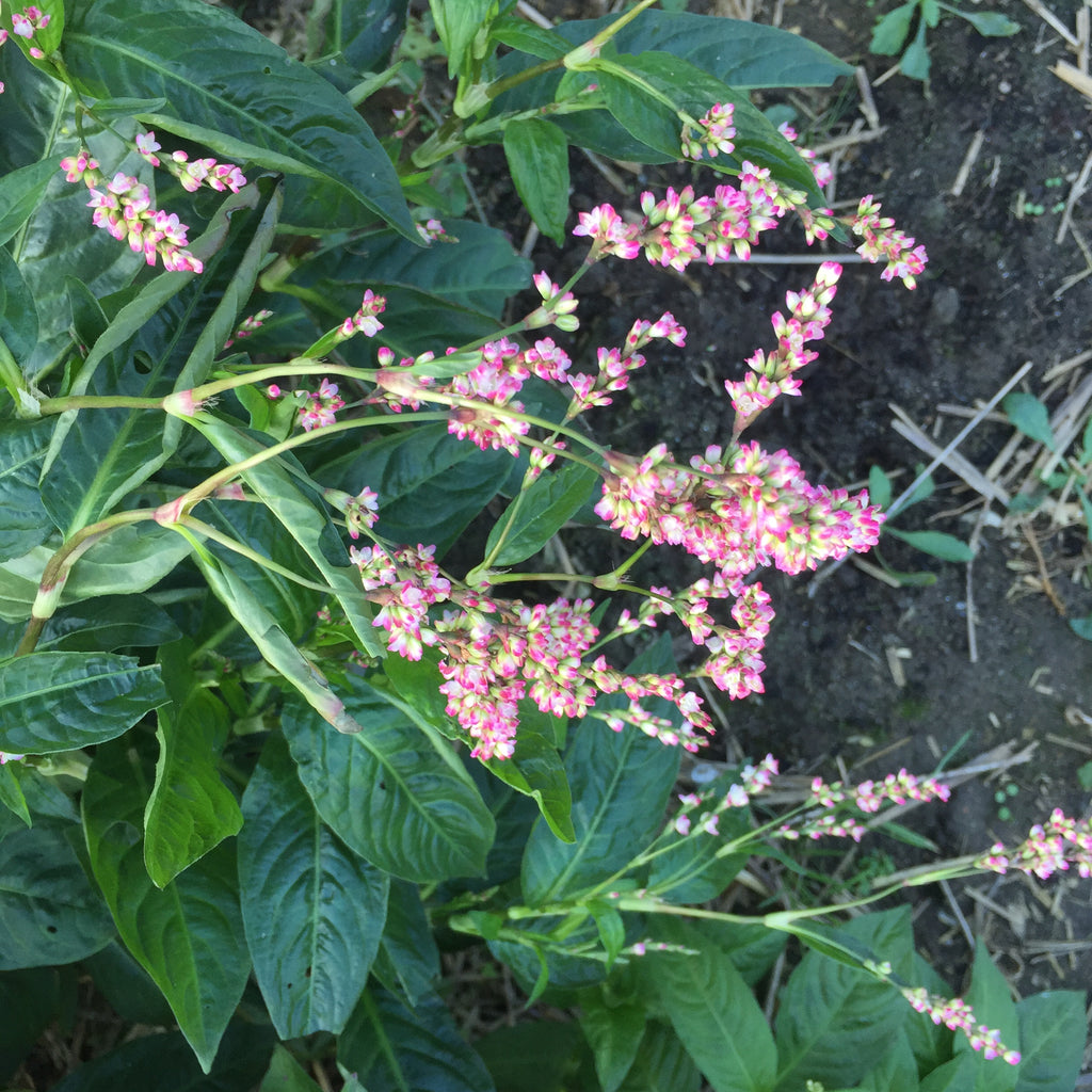 "Senbon" Persicaria Tinctoria Seed Pink Flowering long leaf Indigo See ...